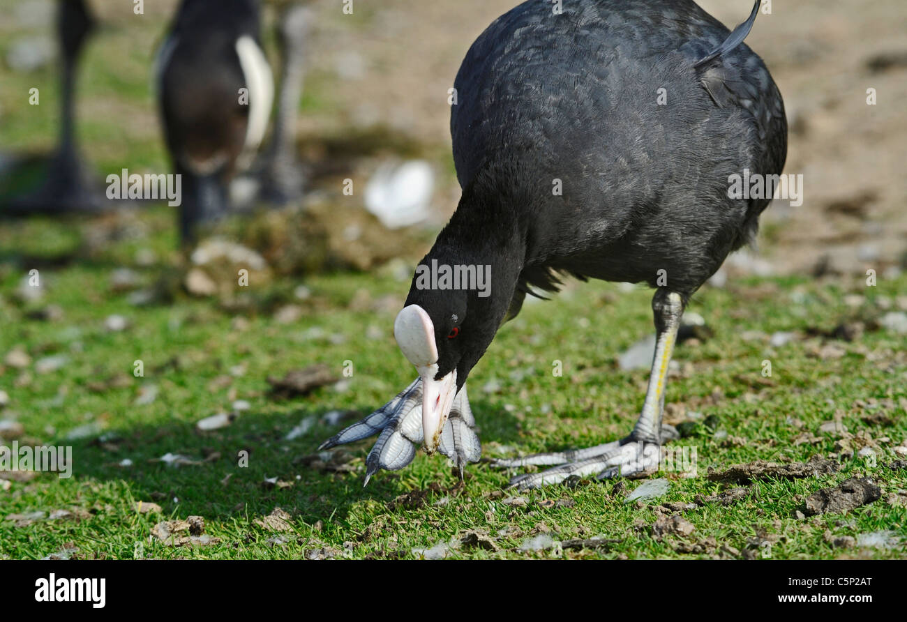 Adult Coot in the search for food Stock Photo - Alamy