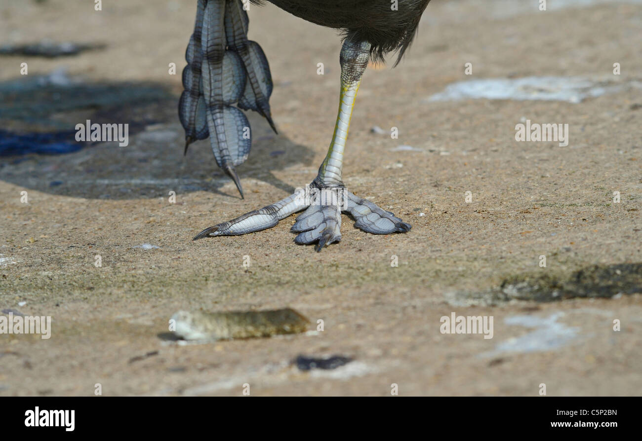 Webbed foot bird hi-res stock photography and images - Alamy