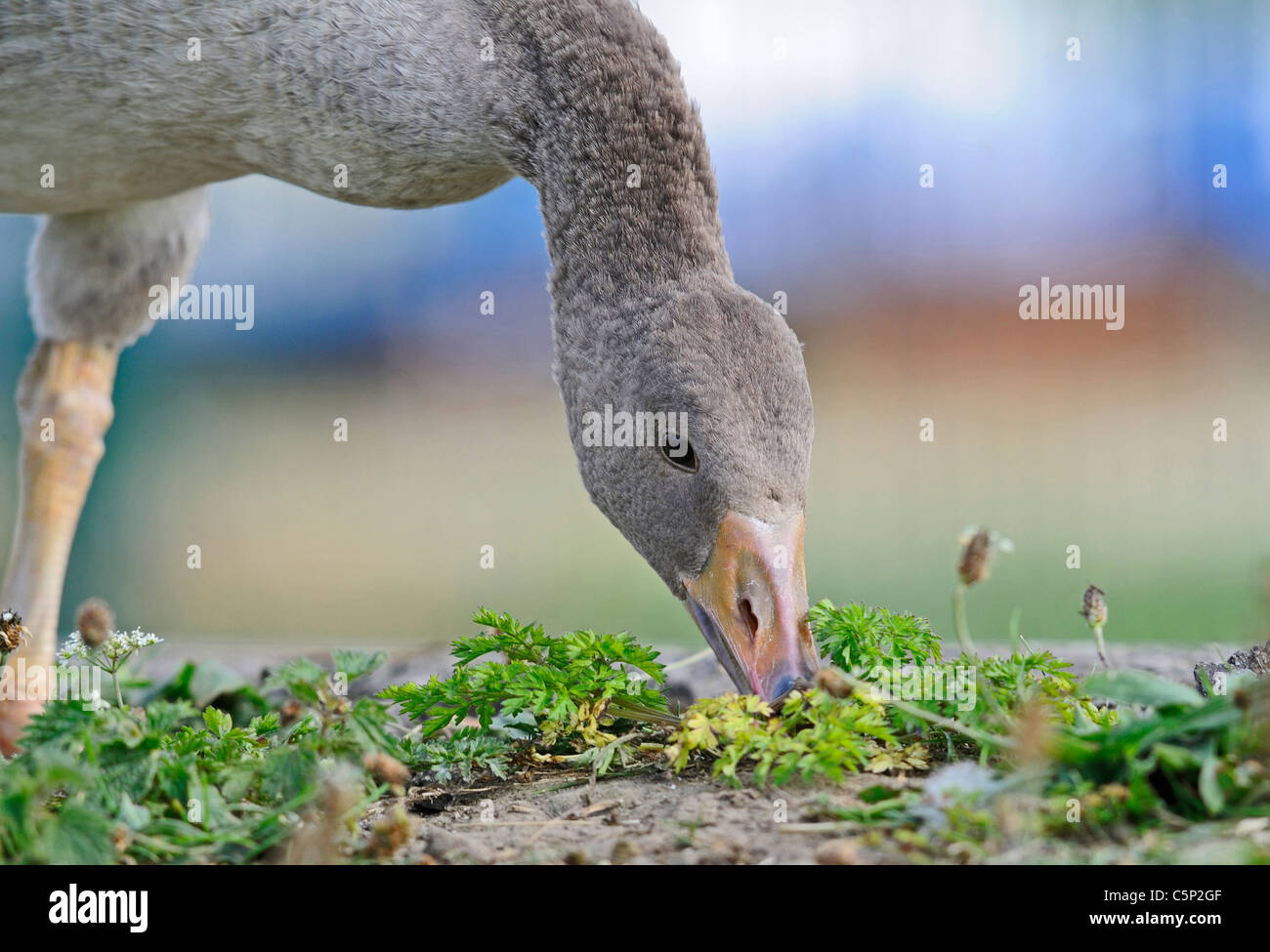 Greylag goose eating leaves and grass Stock Photo - Alamy