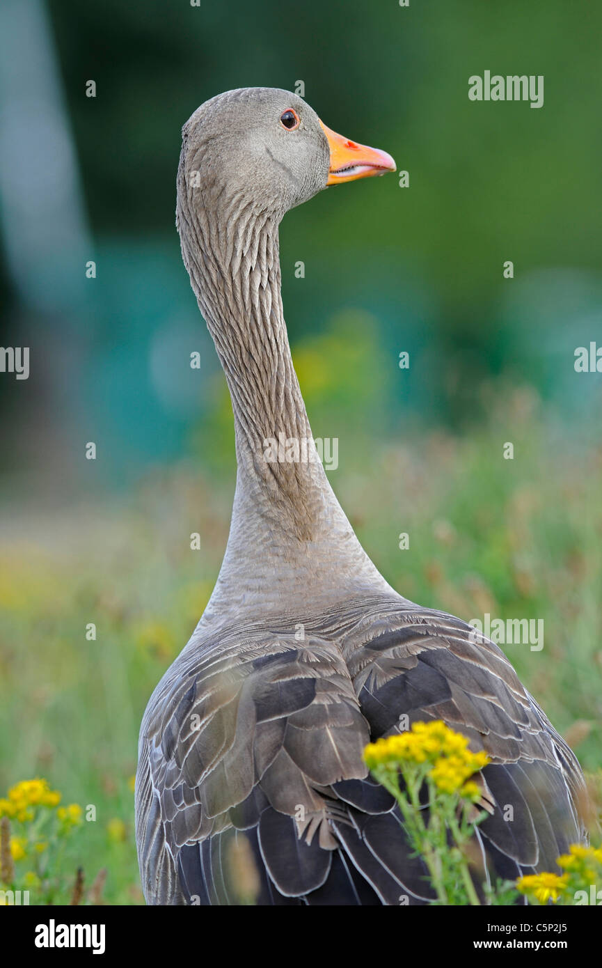 Sedentary bird hi-res stock photography and images - Alamy