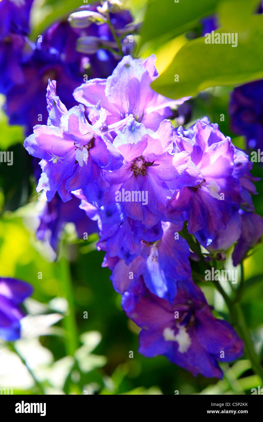 Blooming larkspur flowers, Delphinium Stock Photo - Alamy