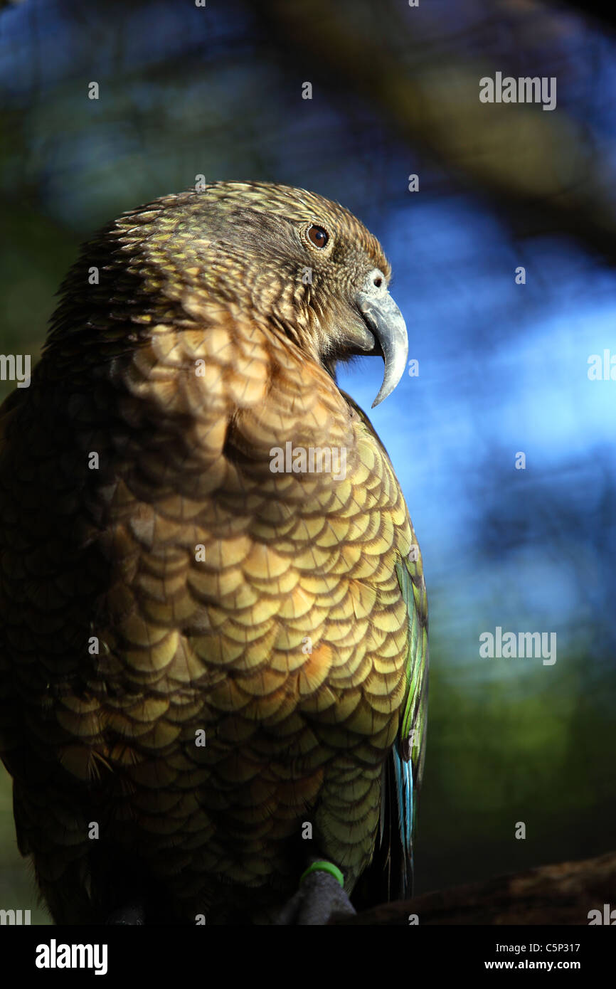 Closeup of a Kea (Nestor notabilis) at Nga Manu Nature Reserve in ...