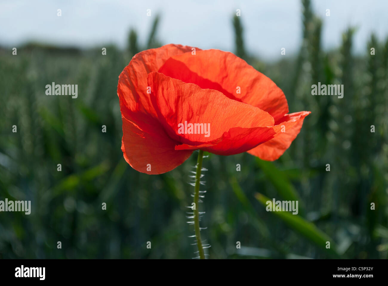 red poppy flower against background of greet wheat stalks Stock Photo ...