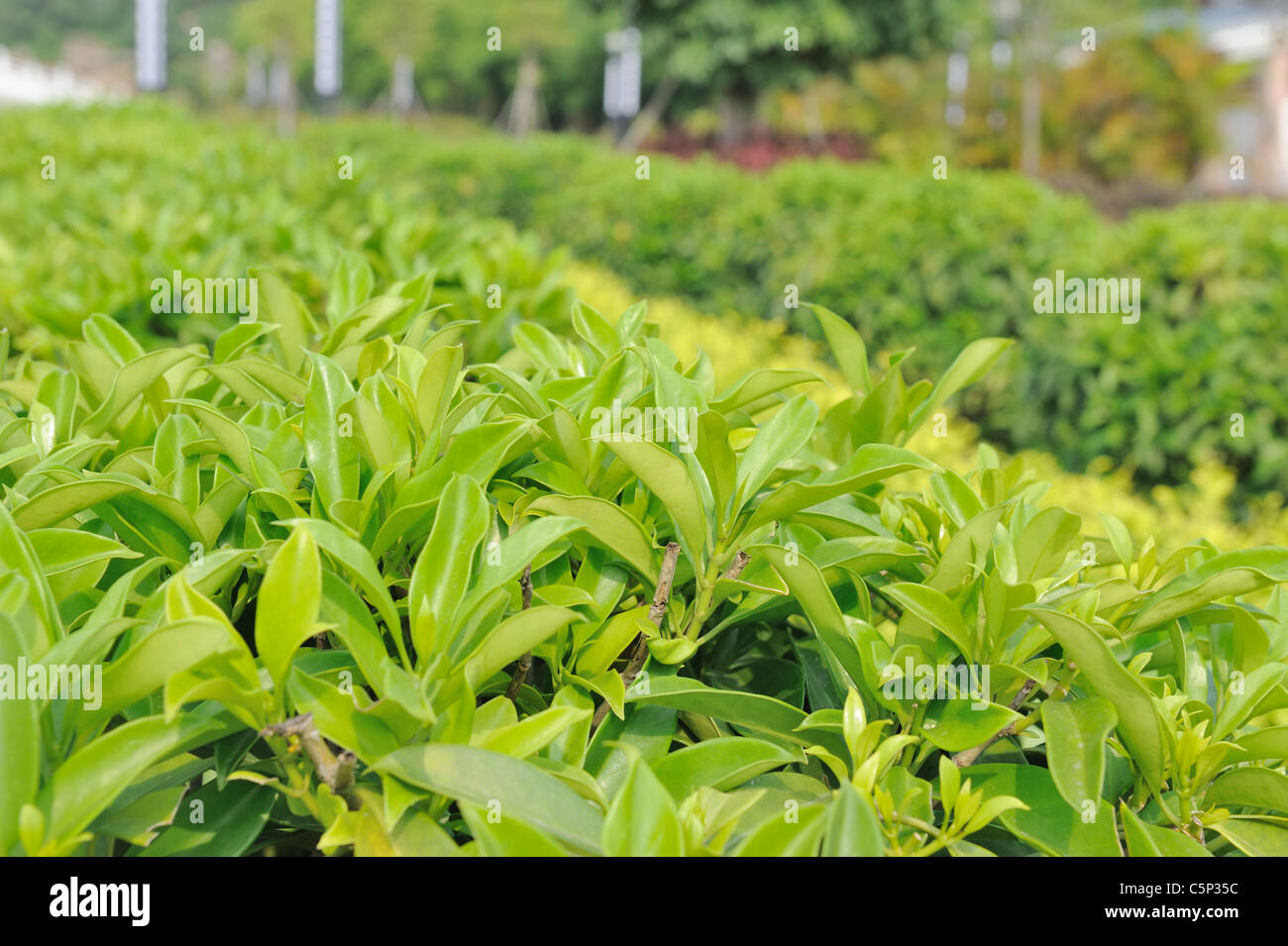Detail view of green tea trees Stock Photo - Alamy