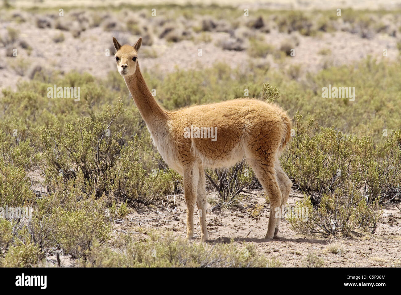 Vicuna or vicugna Vicugna vicugna, Las Vicunas National Reserve, Chile ...
