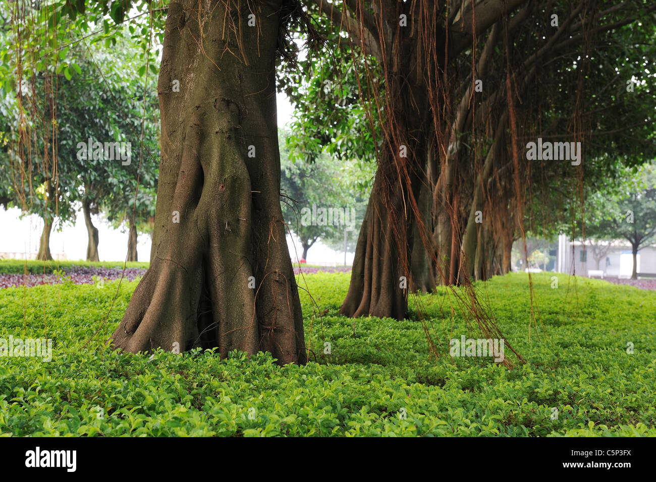 Urban trees hi-res stock photography and images - Alamy