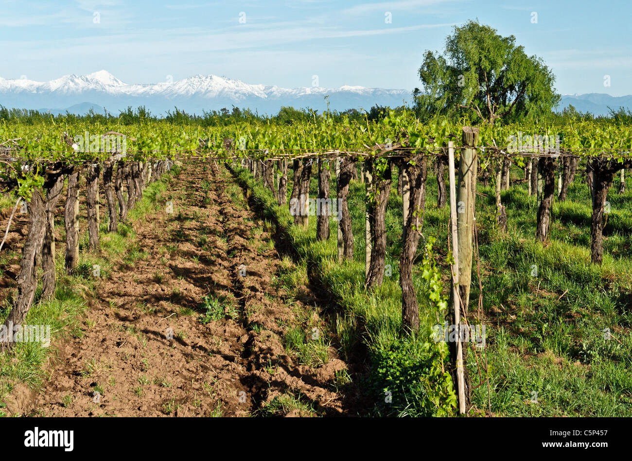 Talca chile hi-res stock photography and images - Alamy