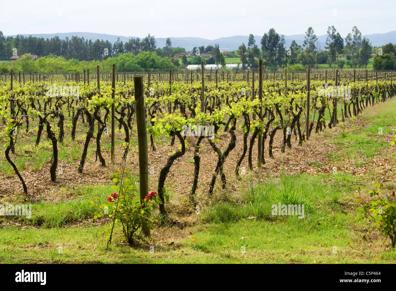 American viticulture area hi-res stock photography and images - Alamy