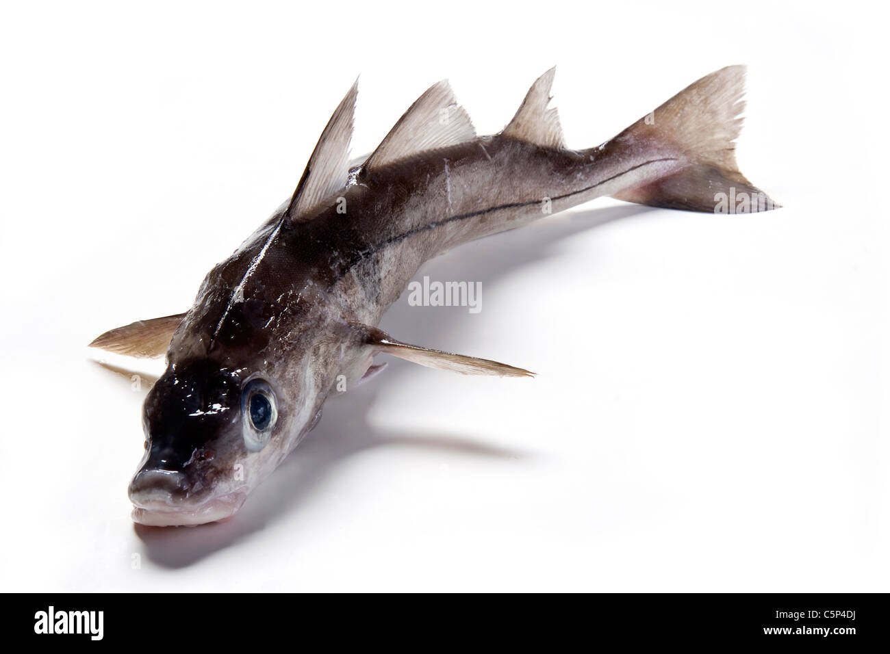Haddock hi-res stock photography and images - Alamy