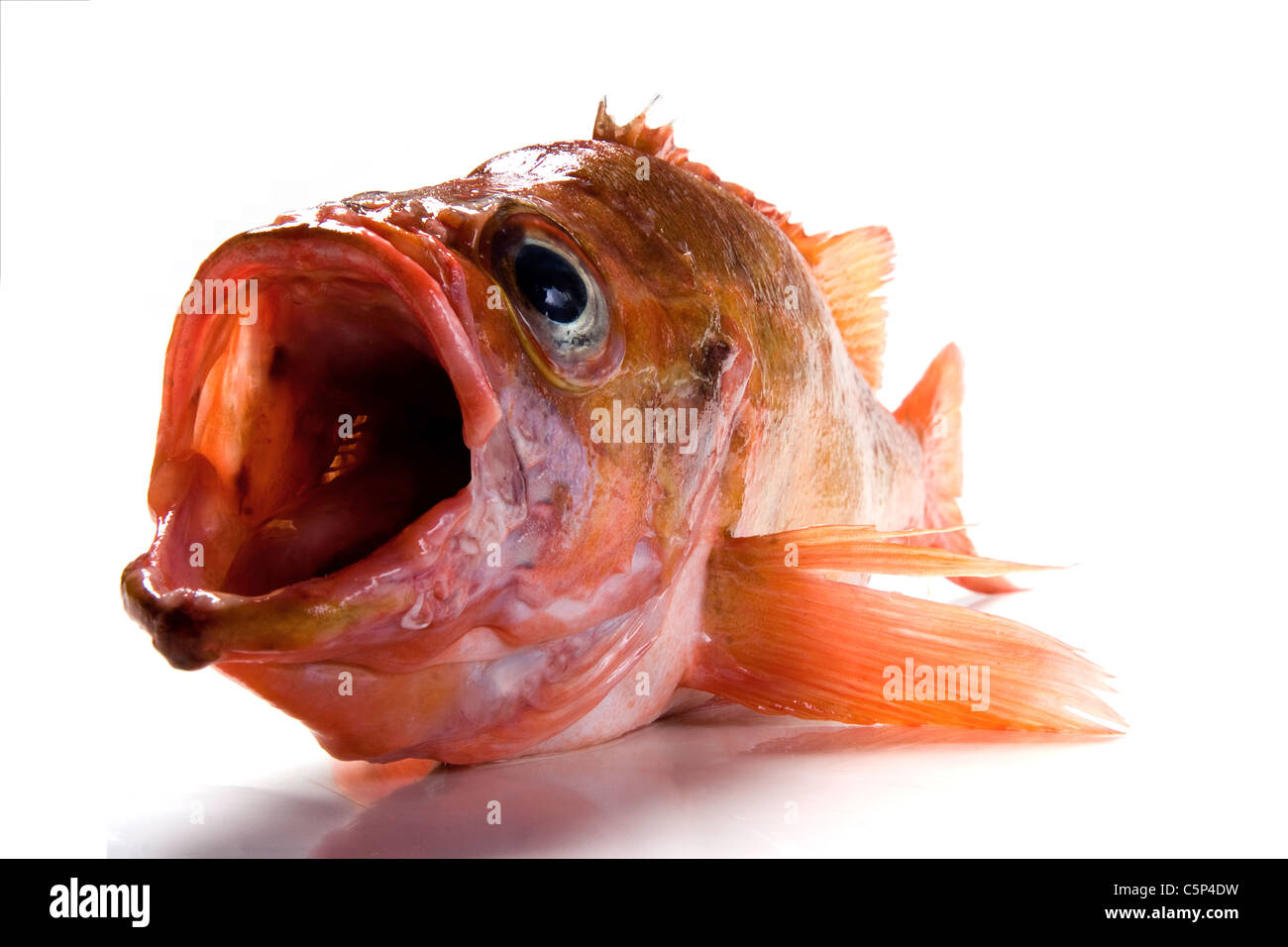 Rosefish hi-res stock photography and images - Alamy