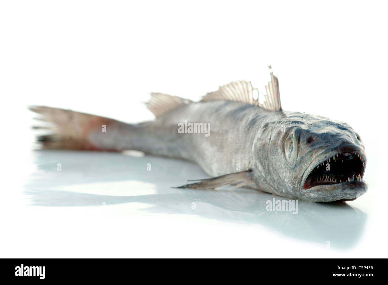 Hake hi-res stock photography and images - Alamy