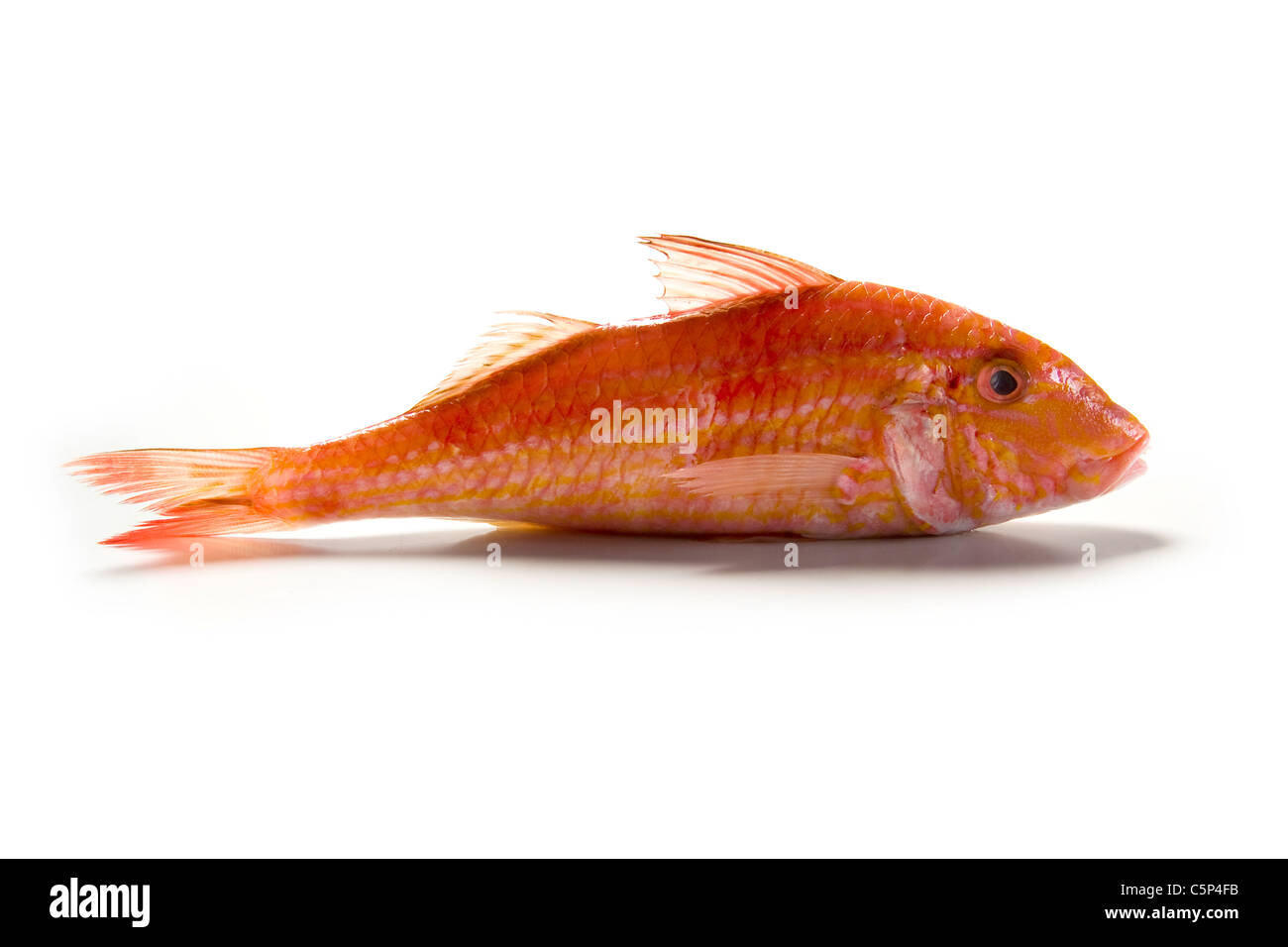 Wholemullet hi-res stock photography and images - Alamy