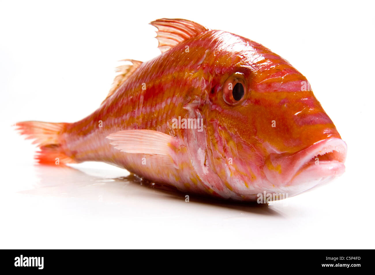 Wholemullet hi-res stock photography and images - Alamy