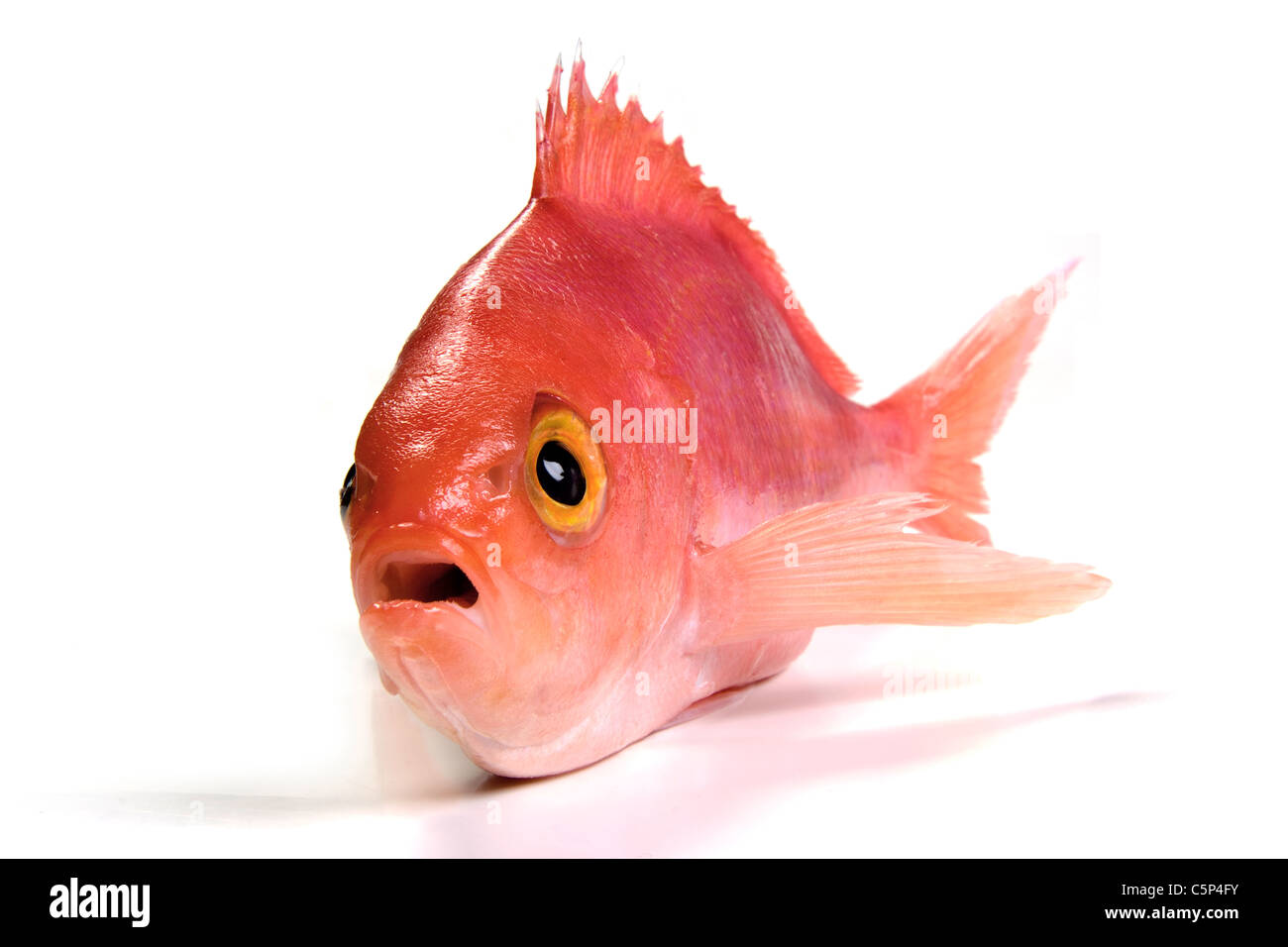 Pink Moa Moa Stock Photo - Alamy