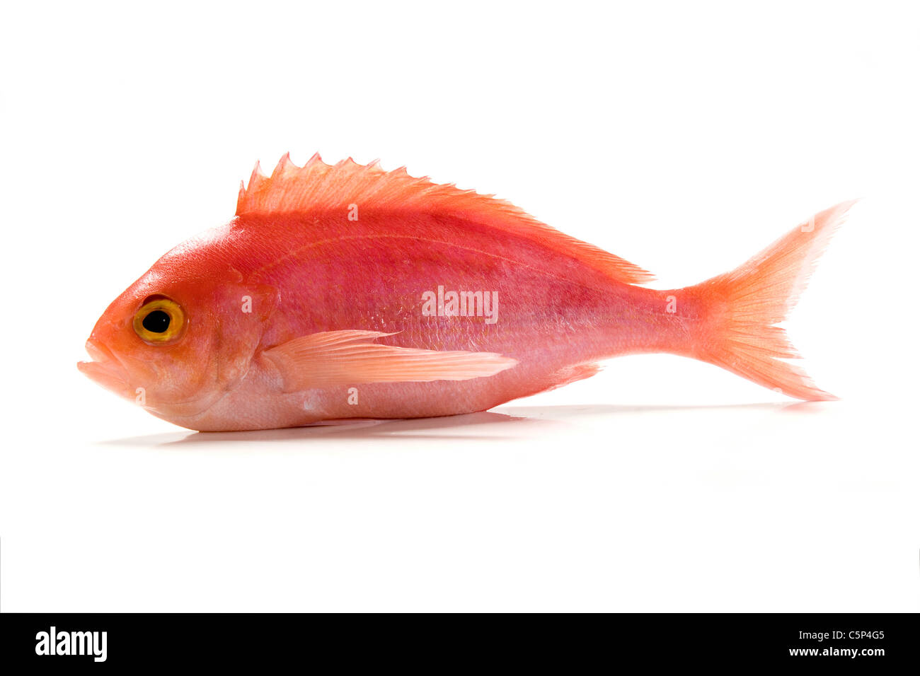 Pink Moa Moa Stock Photo - Alamy