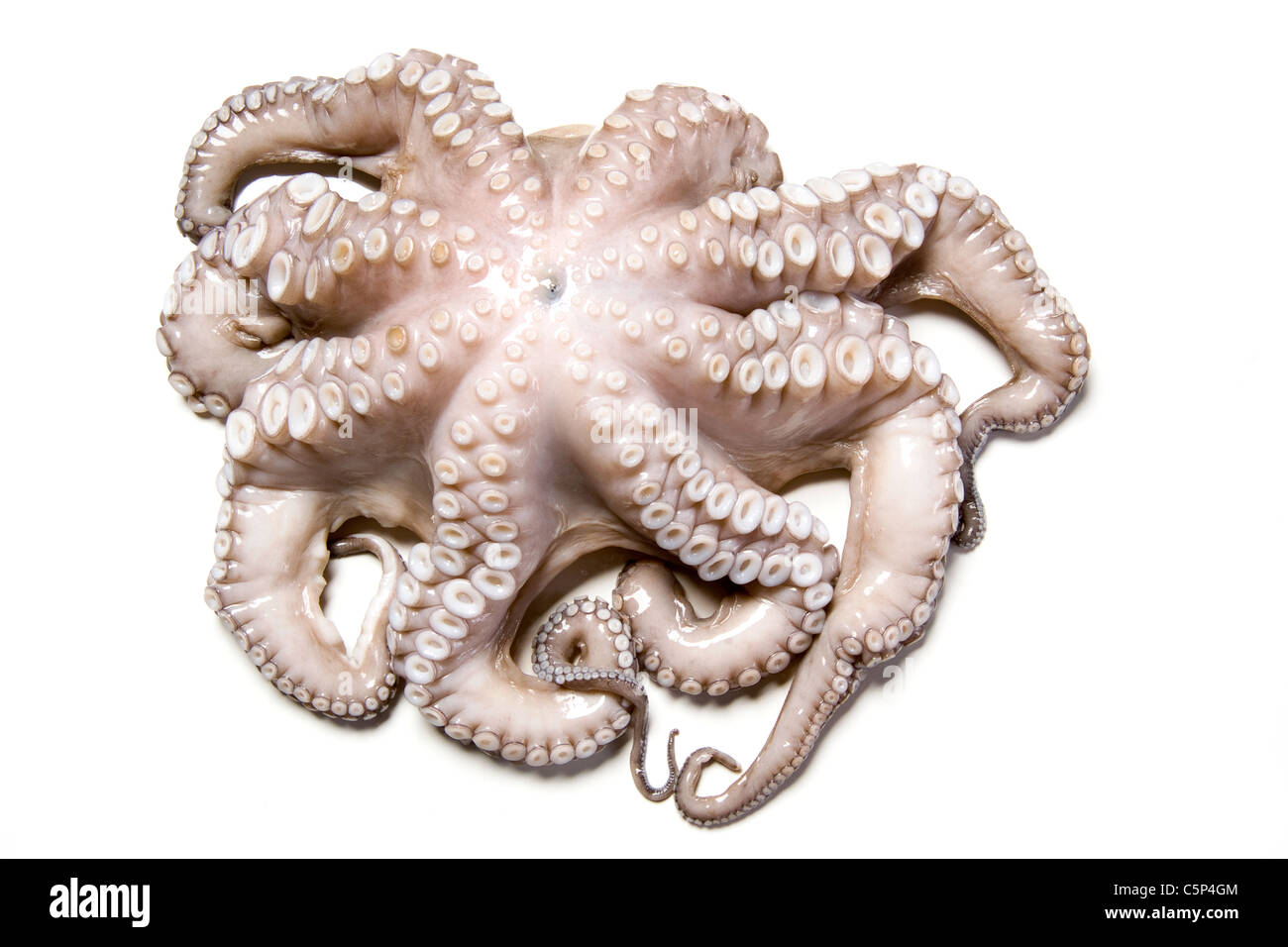 Whole Octopus High Resolution Stock Photography and Images - Alamy