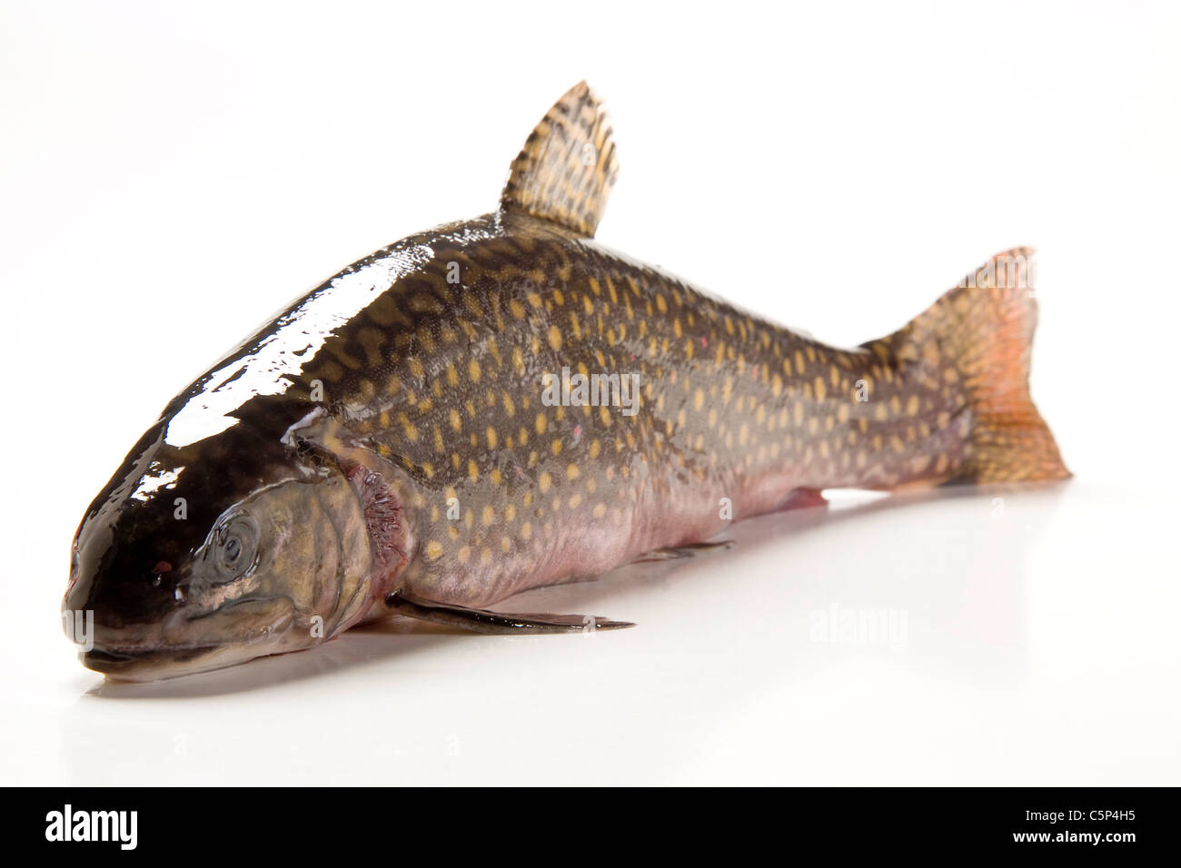 Samlet hi-res stock photography and images - Alamy