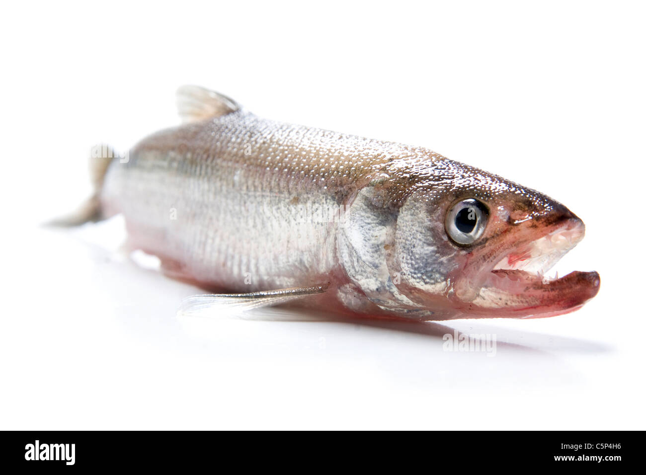 Fish smelt Cut Out Stock Images & Pictures - Alamy