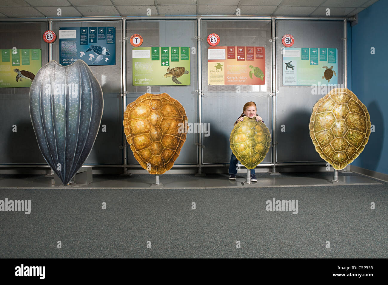 Girl standing behind kemps ridley sea turtle shell Stock Photo - Alamy