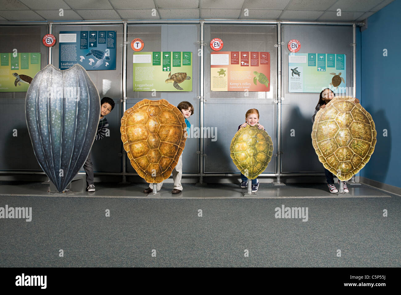 Four friends standing behind sea turtle shells Stock Photo - Alamy