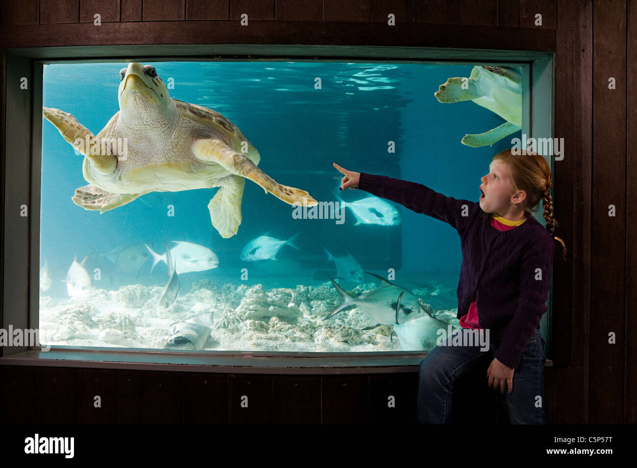 Open aquarium hi-res stock photography and images - Alamy
