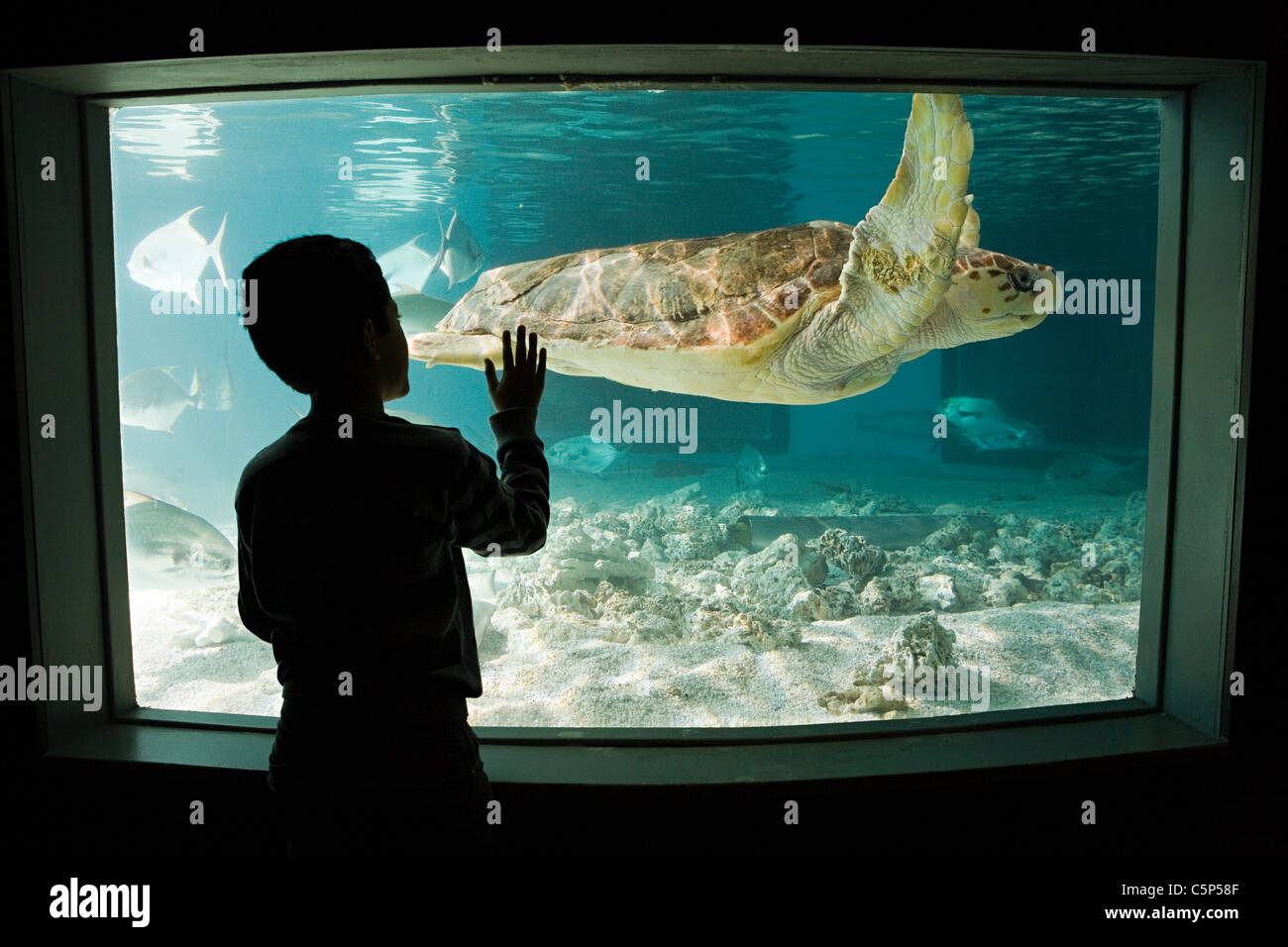 Sea turtle interaction hi-res stock photography and images - Alamy