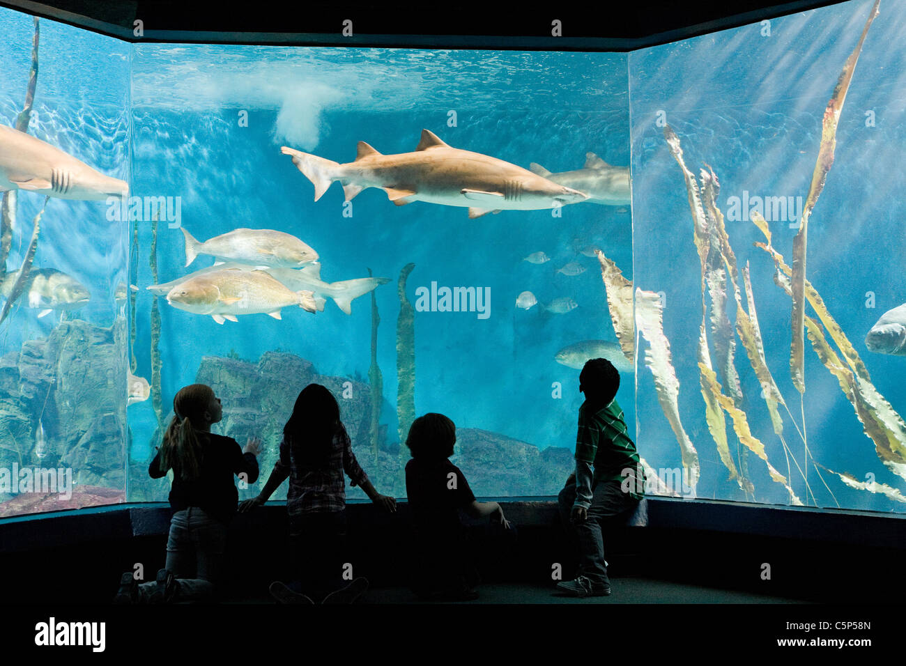 Children aquarium hi-res stock photography and images - Alamy