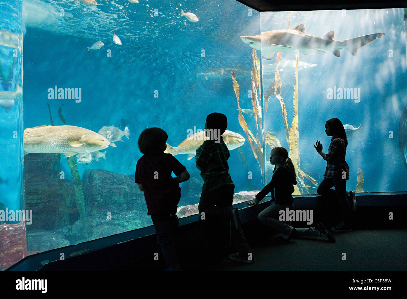 Children aquarium hi-res stock photography and images - Alamy