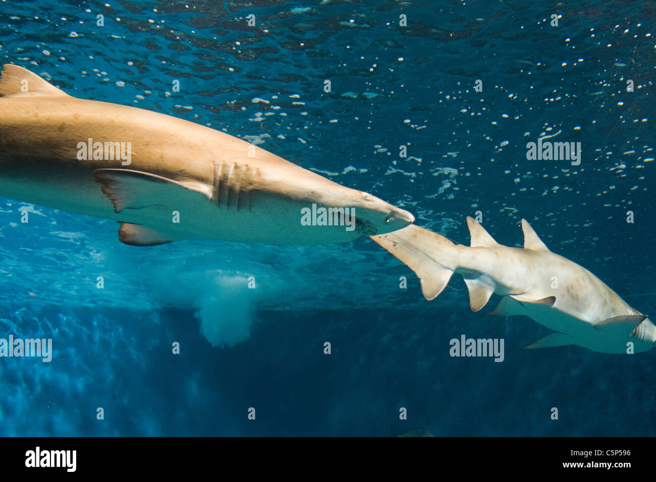 Two species of sharks hi-res stock photography and images - Alamy