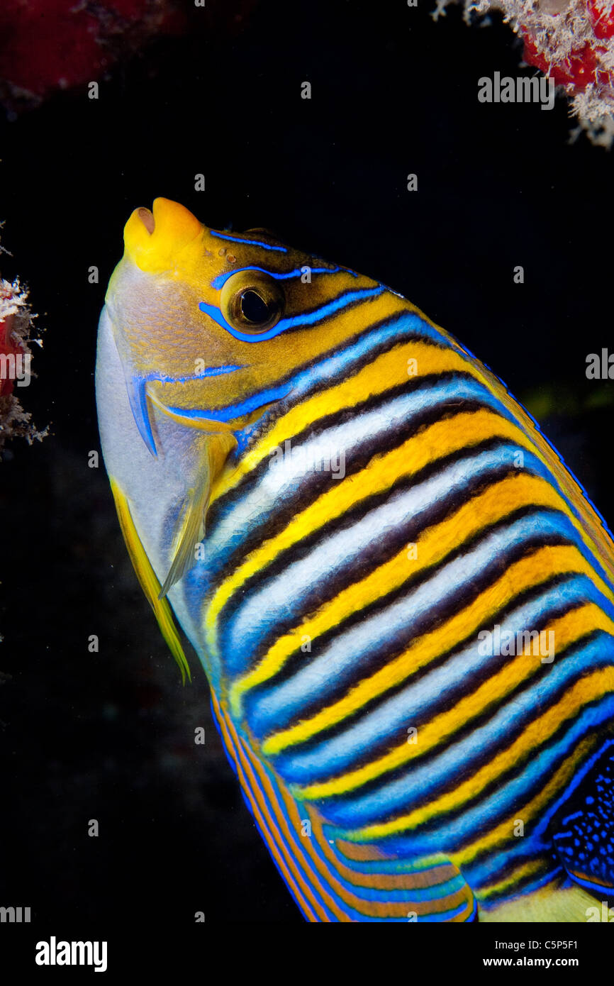 Regal angelfish on coral reef Stock Photo - Alamy