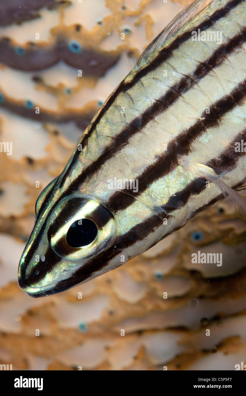 Fivelined cardinalfish hi-res stock photography and images - Alamy
