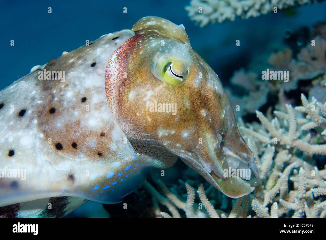 Cuttlefish hiding eggs in reef Stock Photo - Alamy