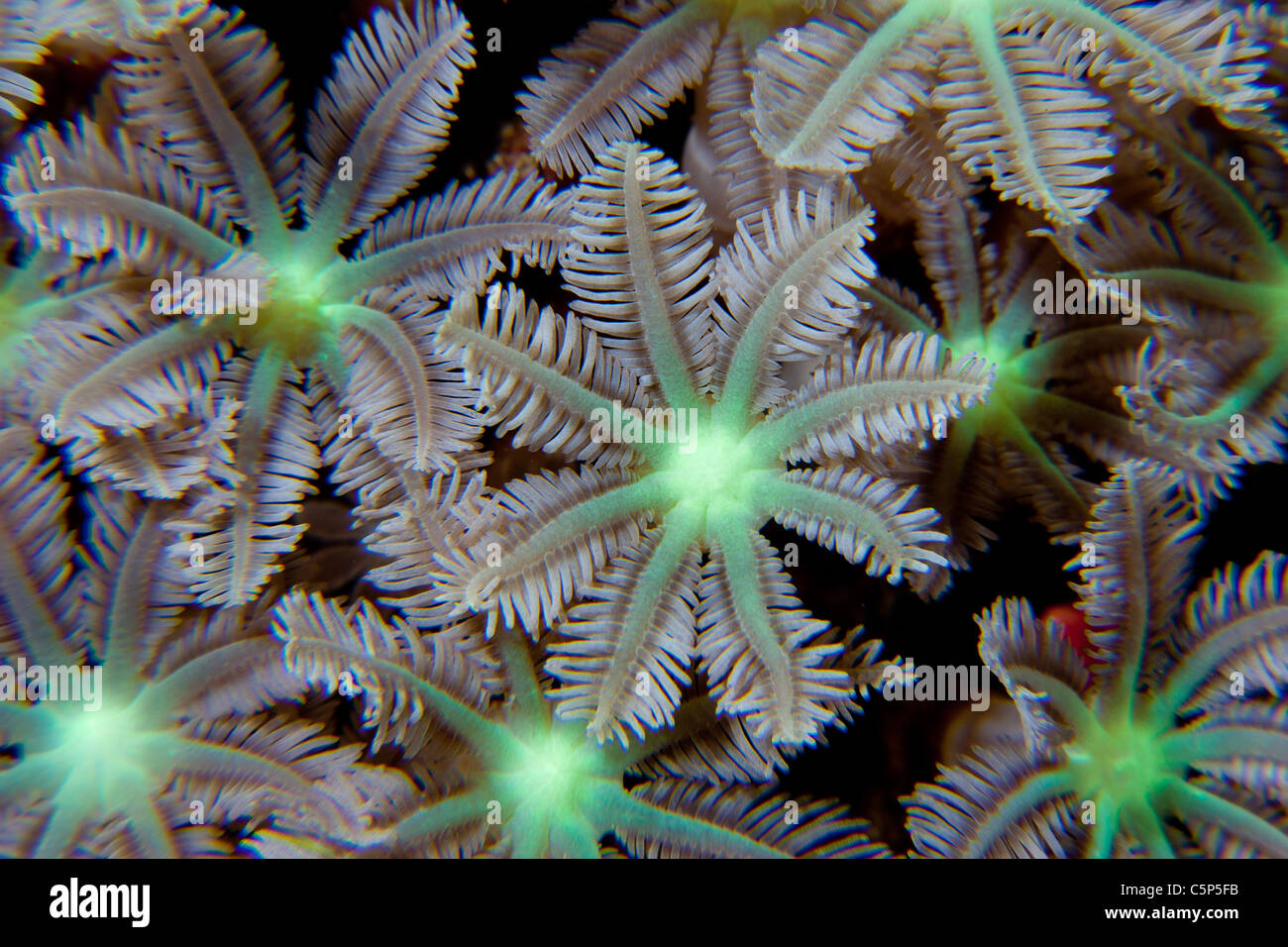 Cluster of Flower soft corals Stock Photo - Alamy