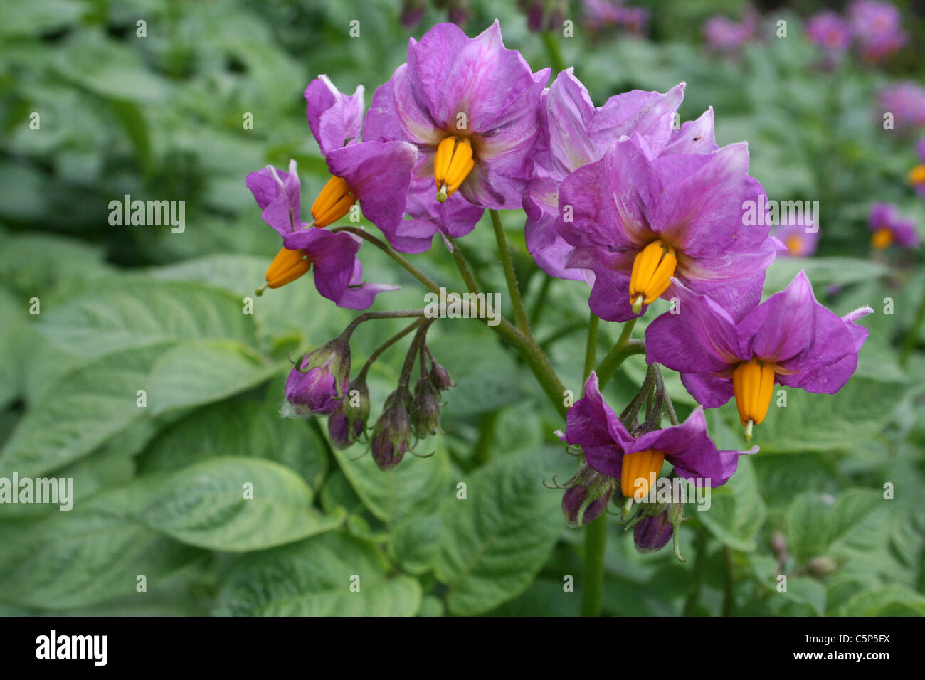 Family solanum solanaceae hi-res stock photography and images - Alamy