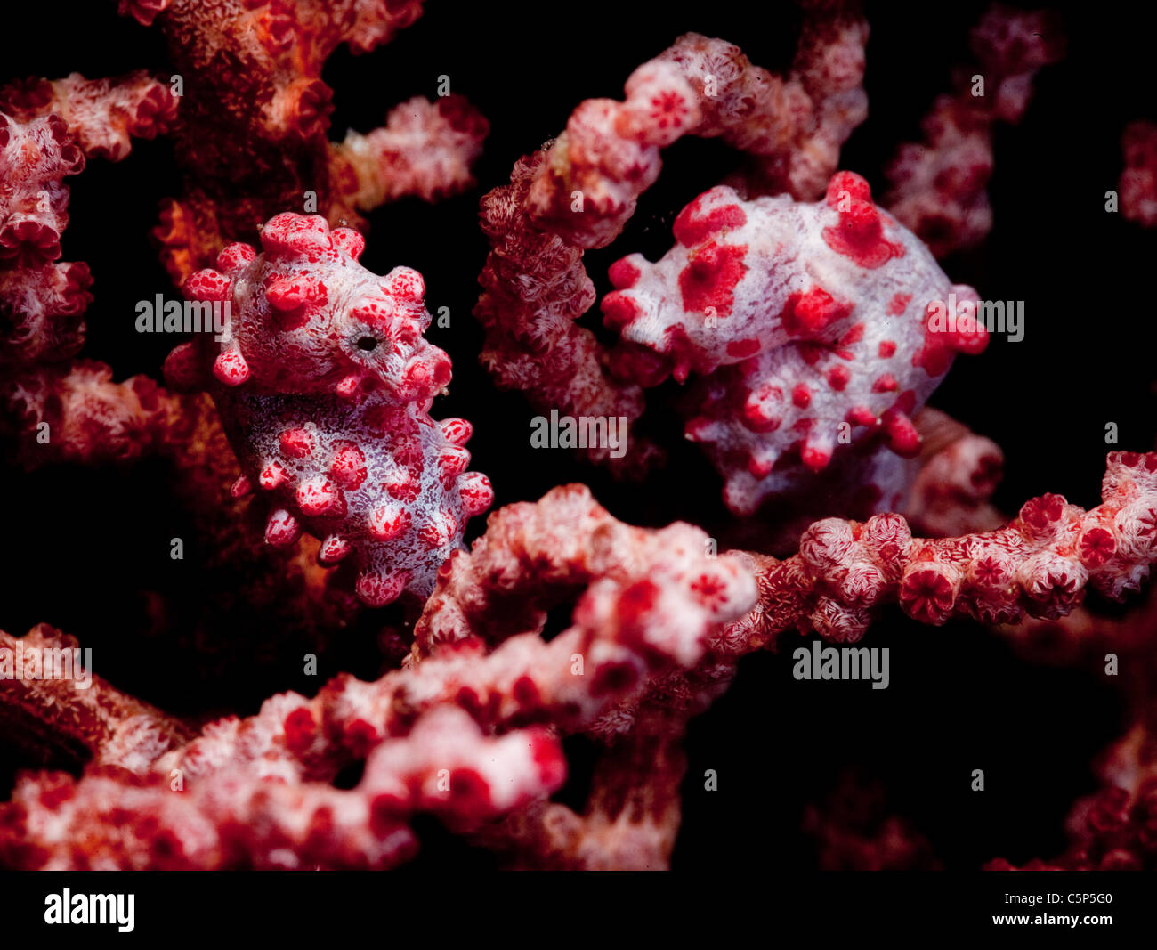 Pygmy seahorse pair hi-res stock photography and images - Alamy