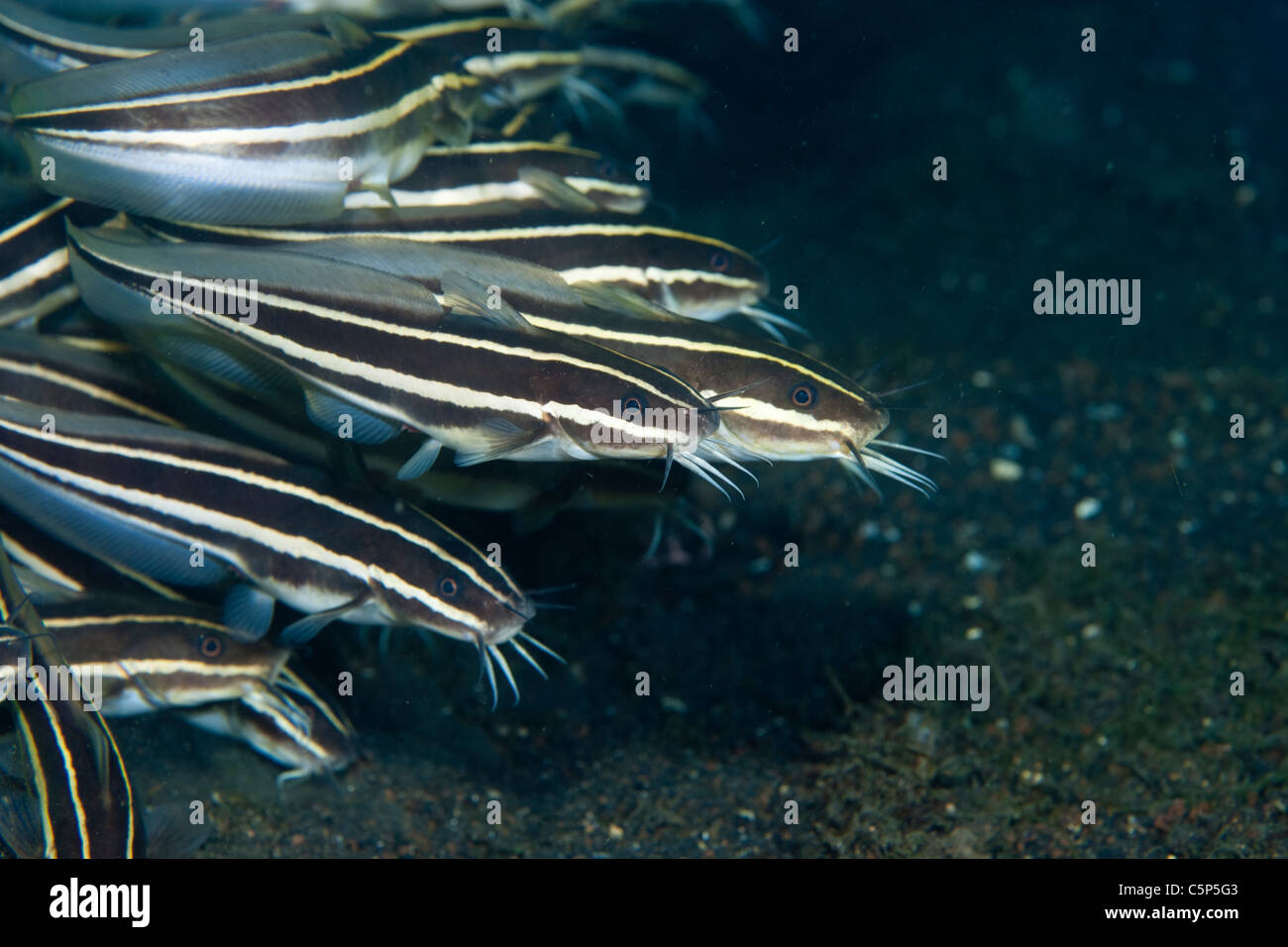 School of Striped catfish Stock Photo - Alamy