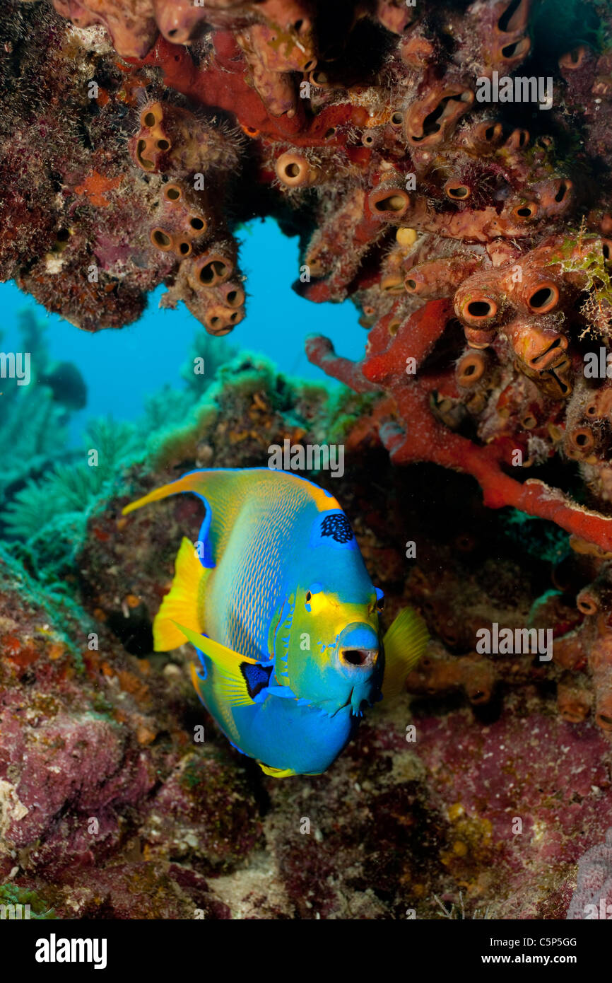Queen angelfish, Florida Stock Photo - Alamy