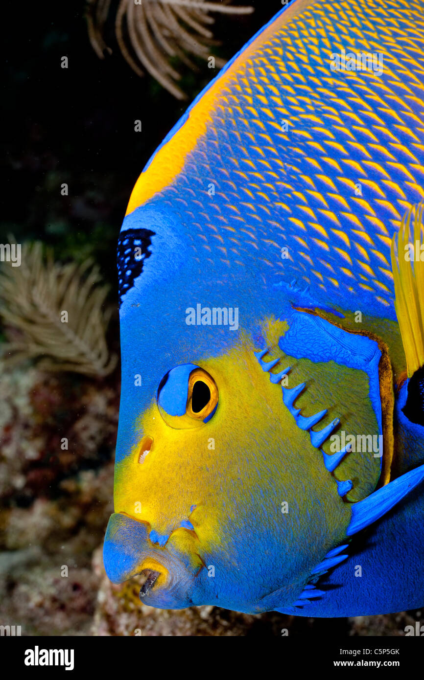 Queen angelfish, Florida Stock Photo - Alamy