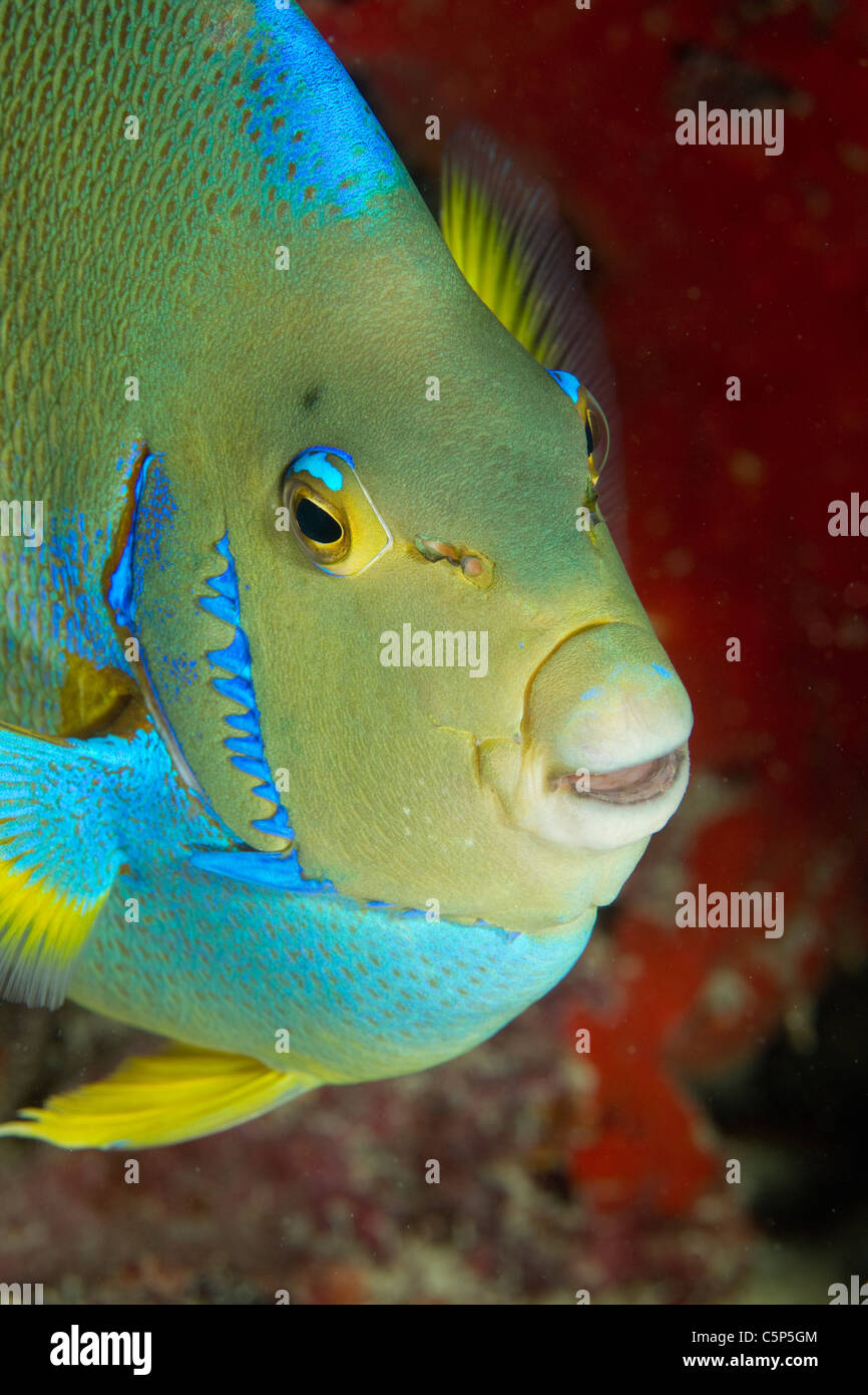 Townsend Angelfish, Florida Stock Photo - Alamy