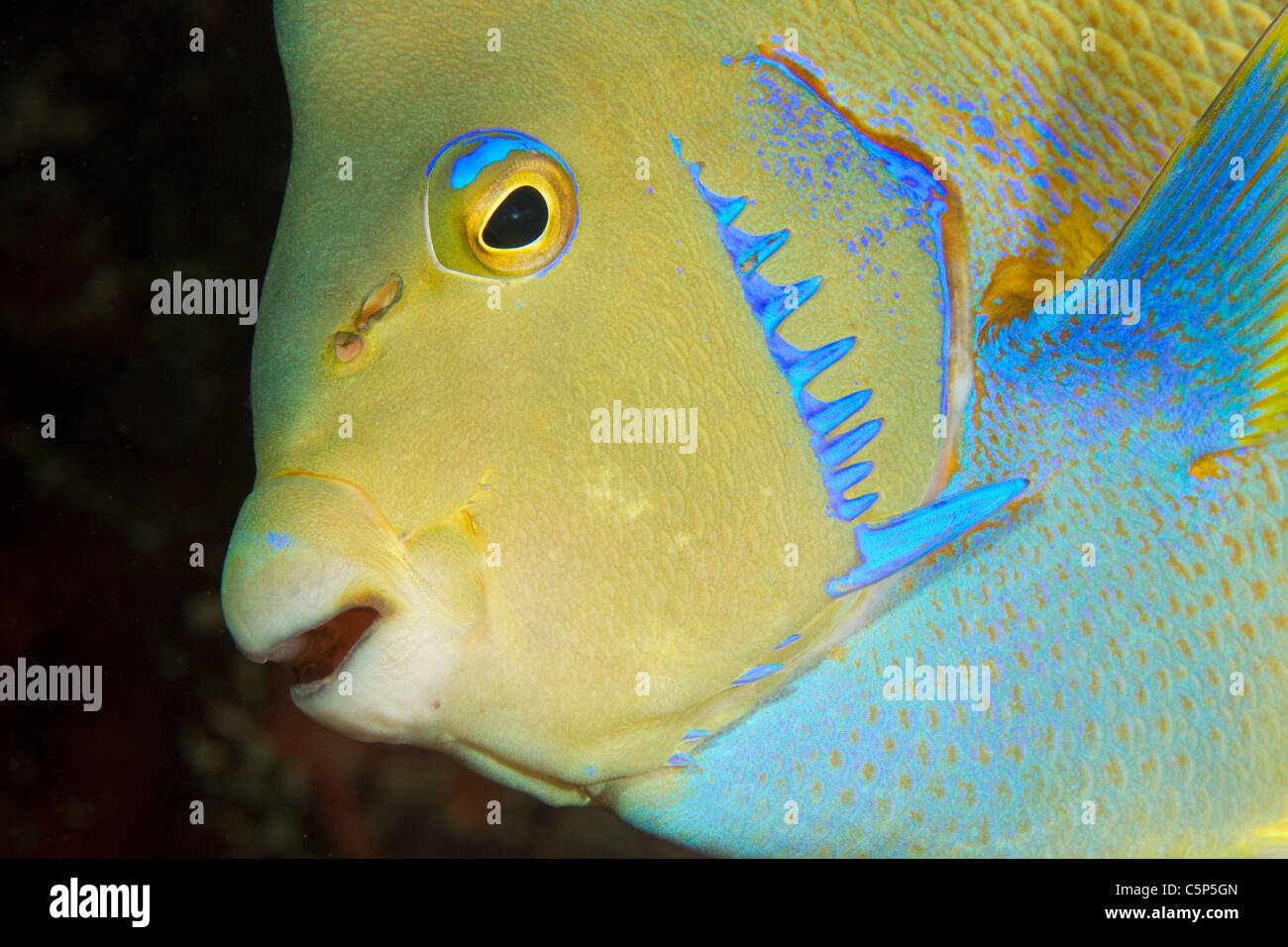 Townsend angelfish, Florida Stock Photo - Alamy