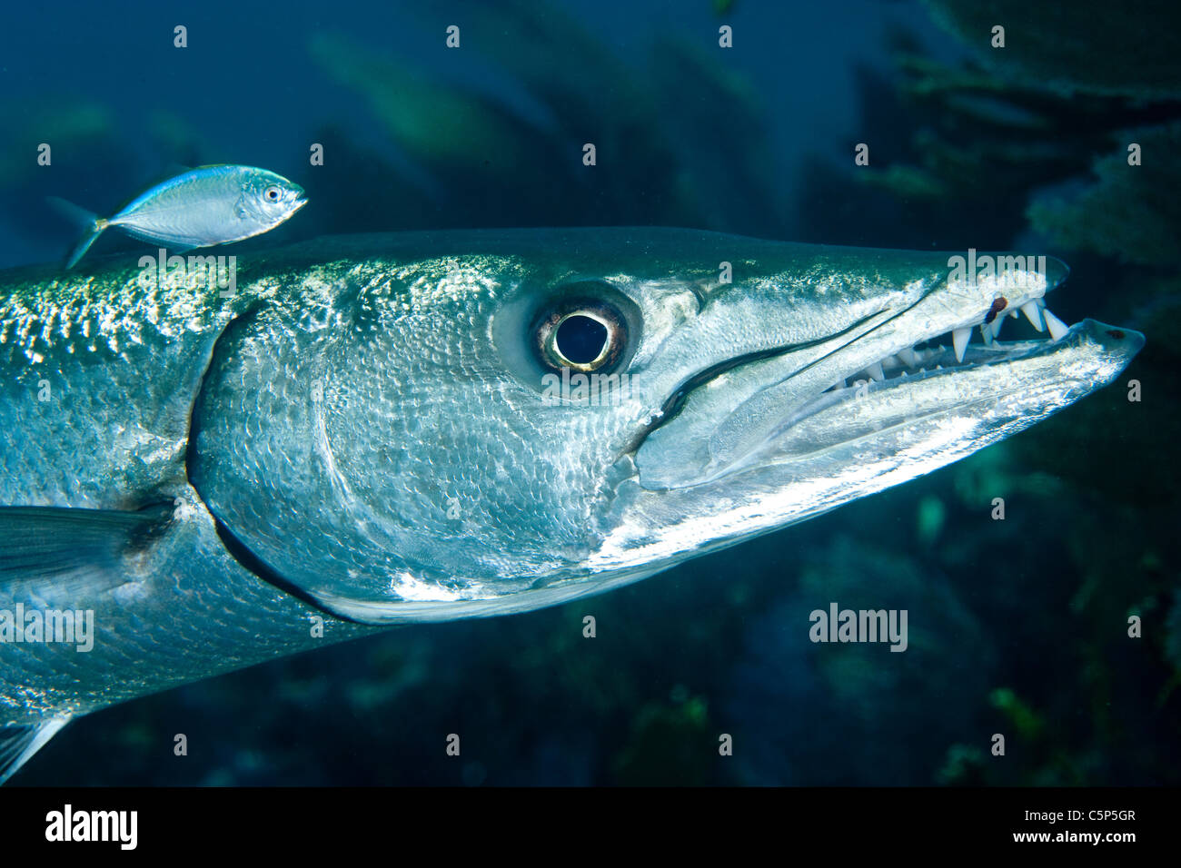 Small barracuda hi-res stock photography and images - Alamy