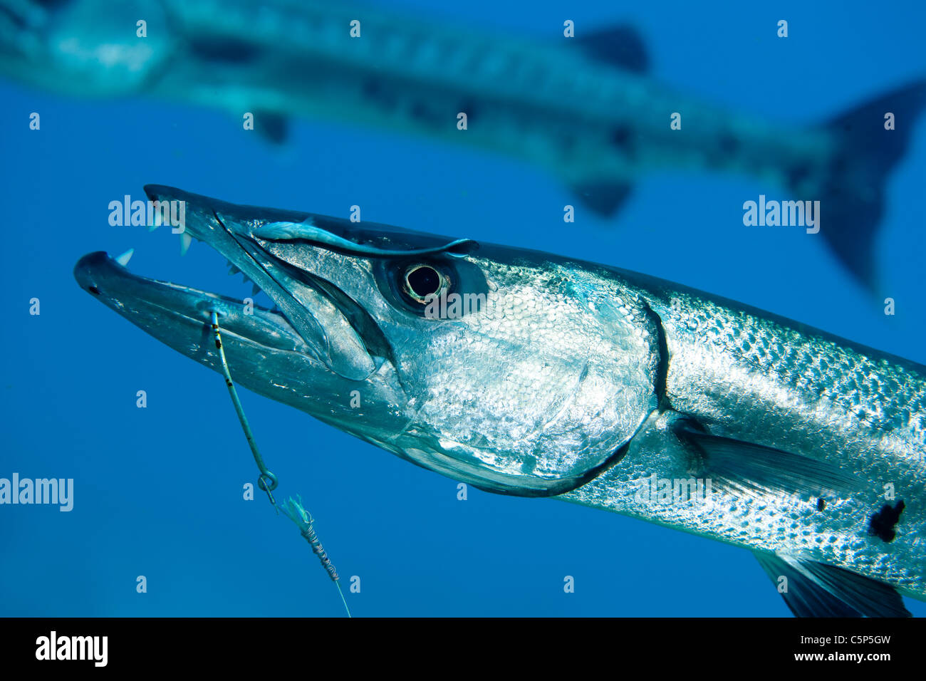 Barracuda fishing hi-res stock photography and images - Alamy