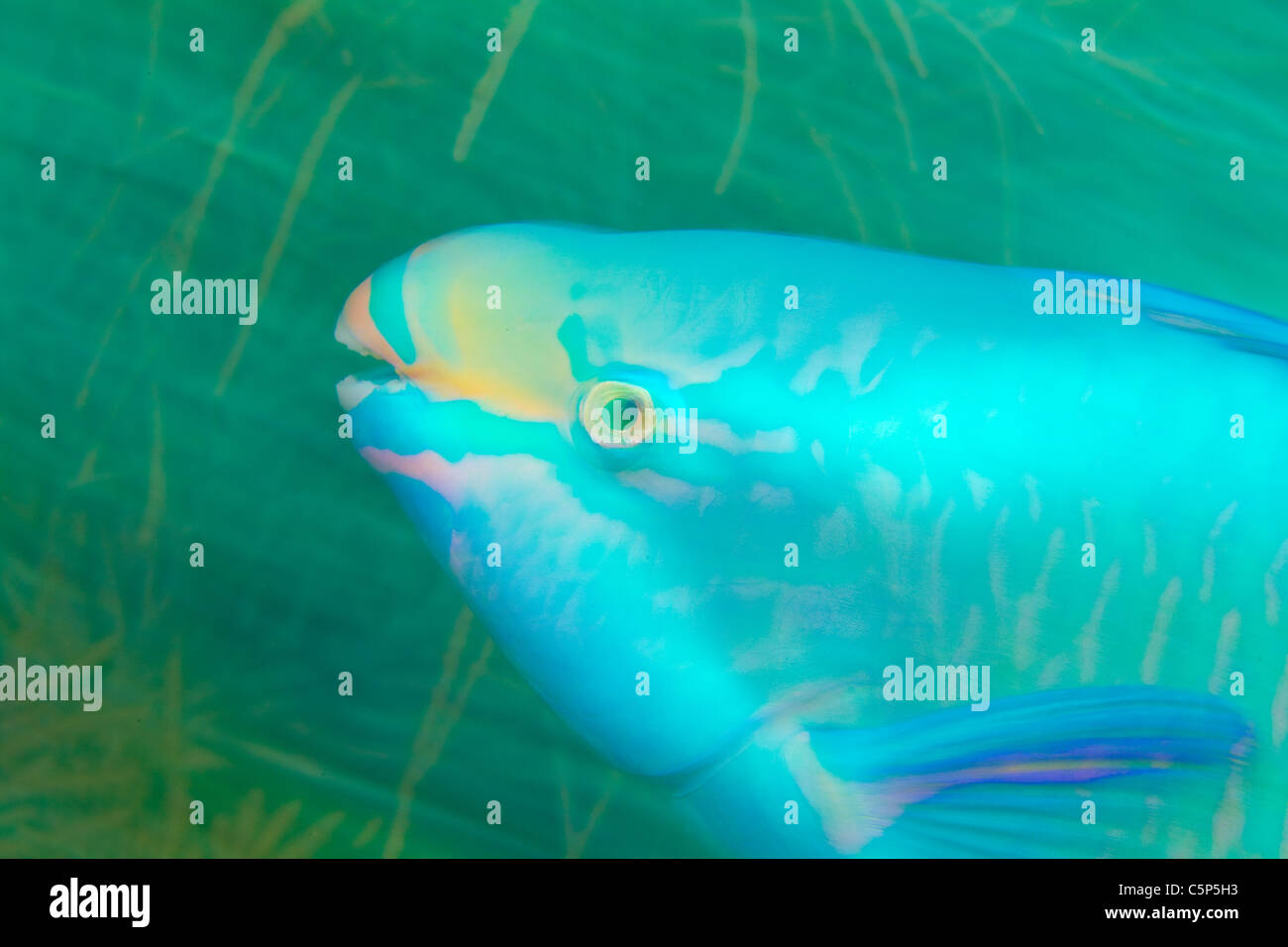 King parrotfish hi-res stock photography and images - Alamy