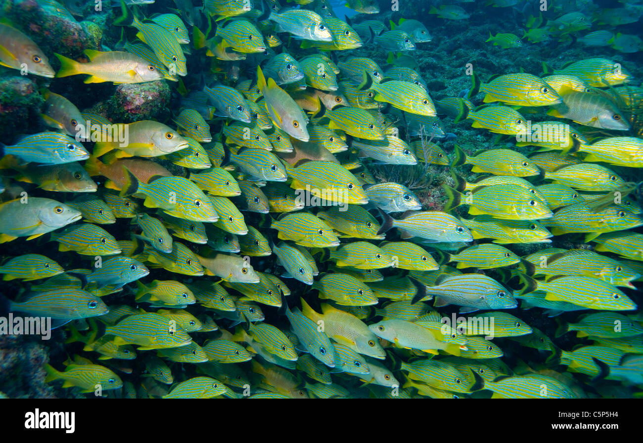 Grunts fish species hi-res stock photography and images - Alamy