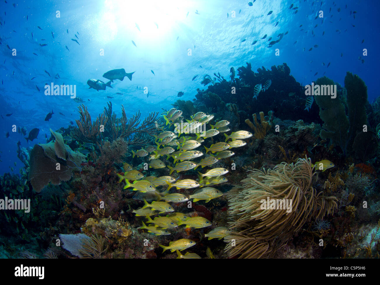 Schooling fish on reef Stock Photo - Alamy