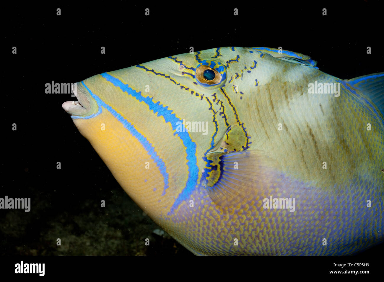 Triggerfish species hi-res stock photography and images - Alamy