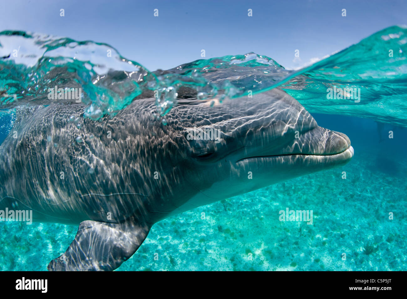 Atlantic bottlenose dolphin Stock Photo - Alamy