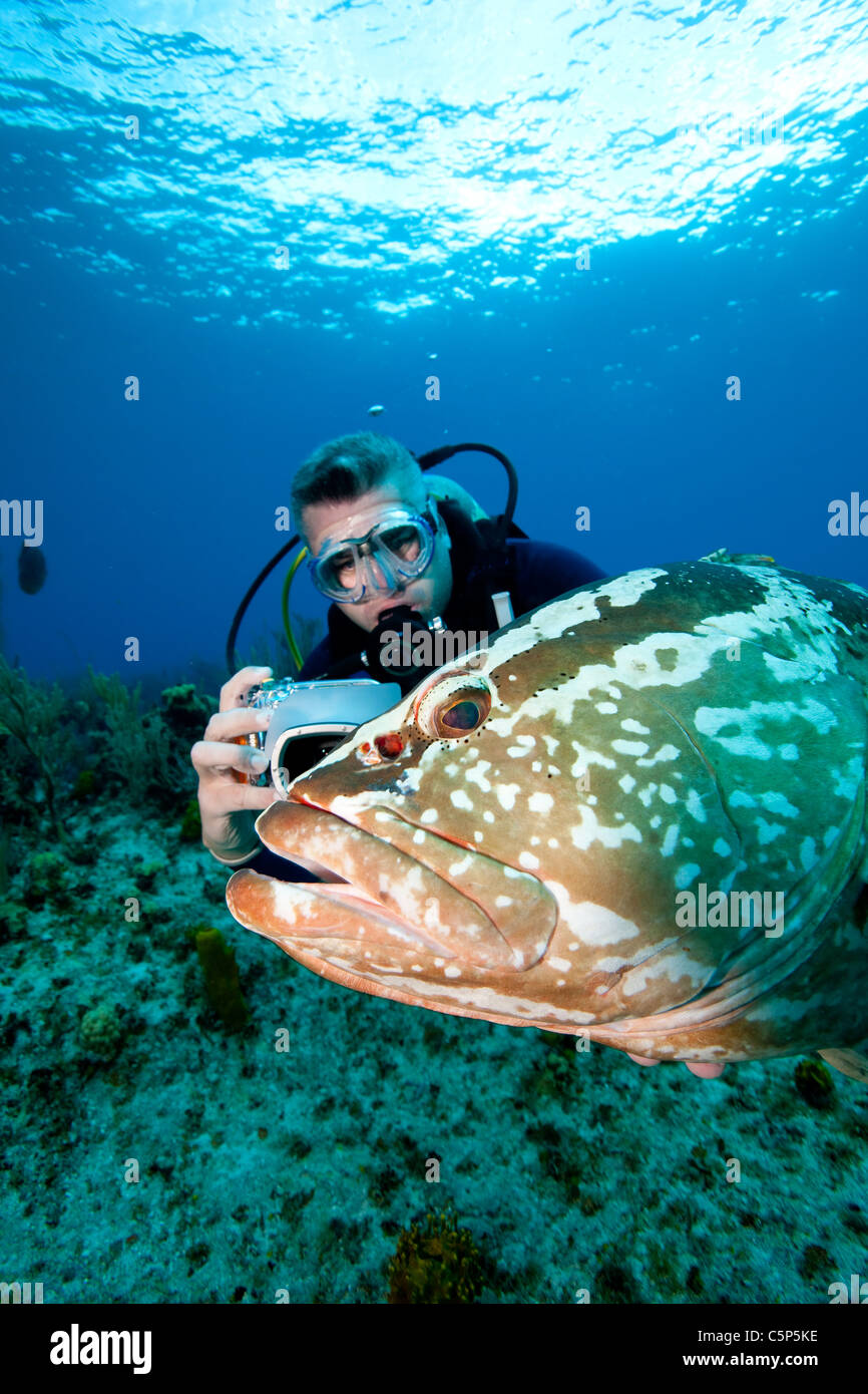 Scuba diver and grouper Stock Photo - Alamy