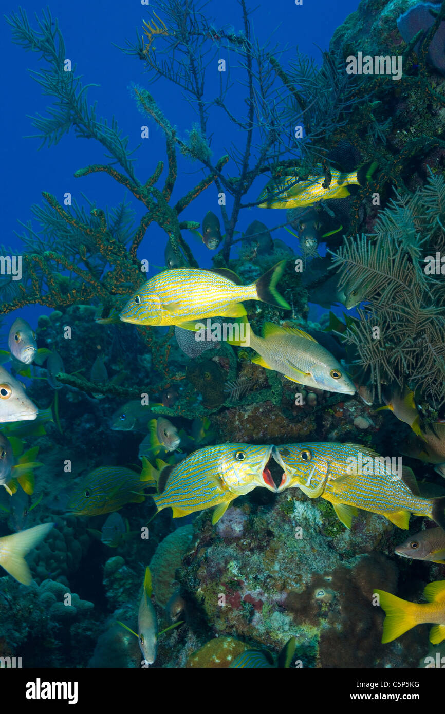 Grunts fish species hi-res stock photography and images - Alamy
