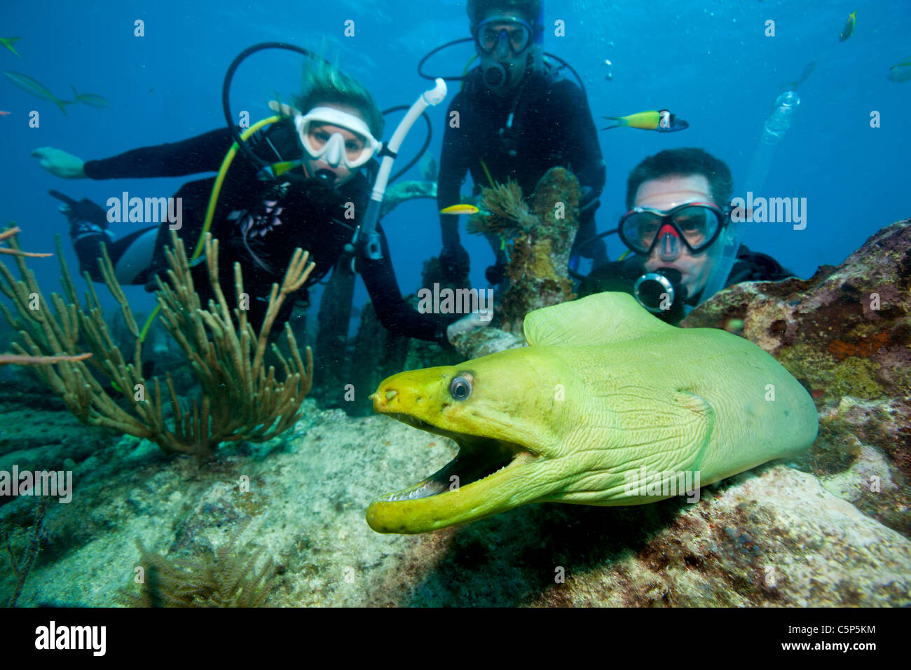Divers with moray eel Stock Photo - Alamy